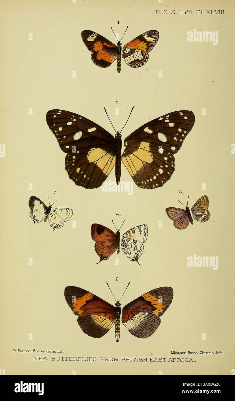 Various species labeled hi-res stock photography and images - Alamy