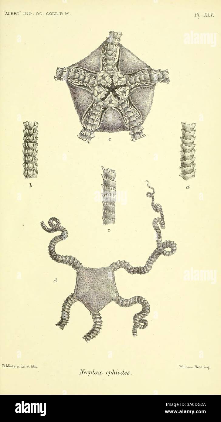 Prominent arm structures labeled hi-res stock photography and images ...