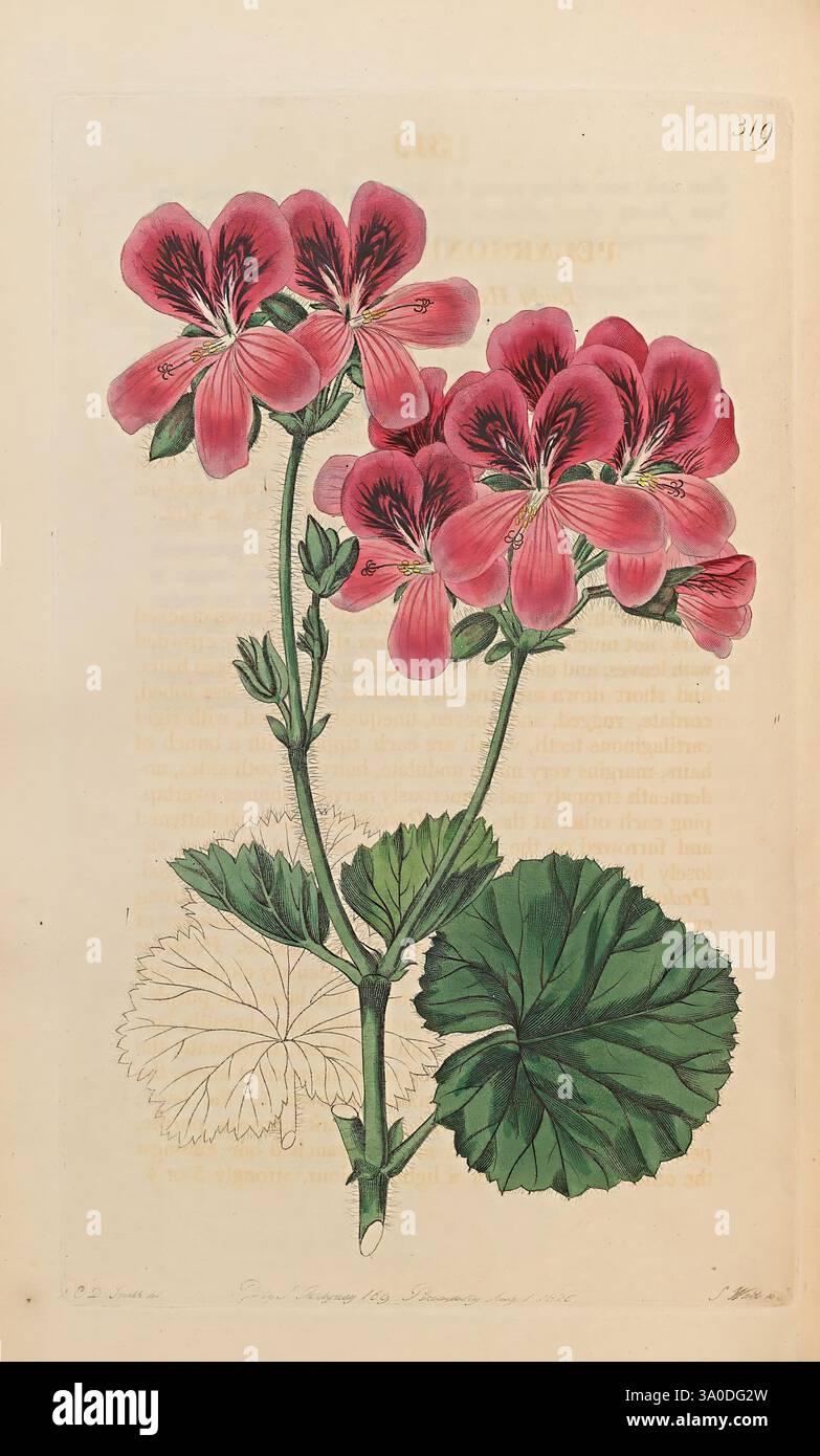 Geraniaceae, London, Printed for James Ridgway, Piccadilly, 1820-1830 ...