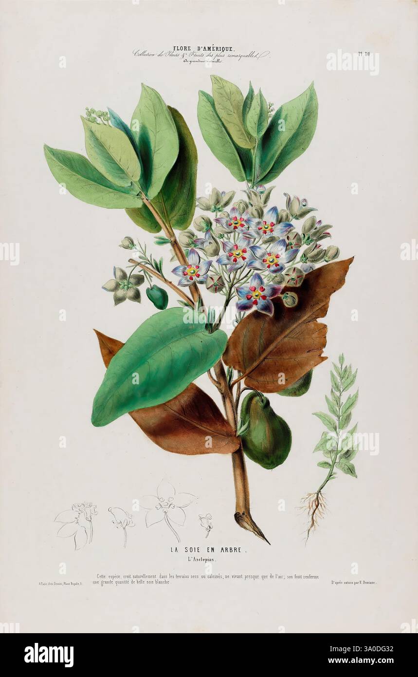 Flore d'Amérique, Paris, Gihaut 1843-1846, America, Pictorial Works ...