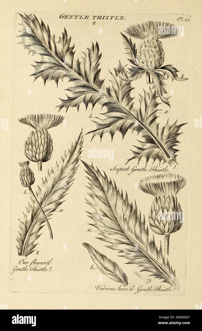 The Vegetable System, London, 1759-1763, Botany, Pictorial Works, This ...