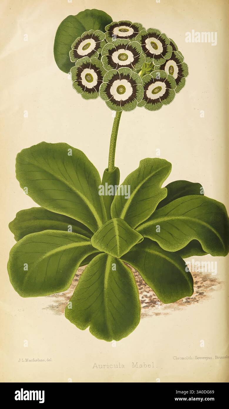 Auricula mabel plant hi-res stock photography and images - Alamy