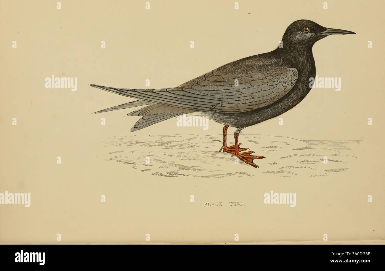 A history of British birds.1863-1866?, birds, Great Britain, bird, A ...