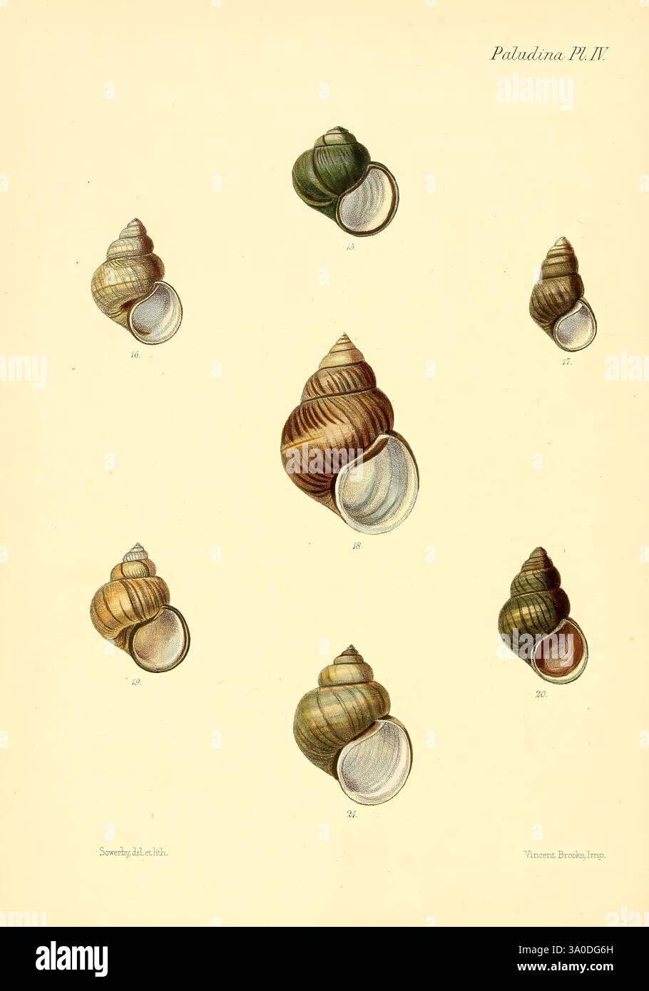 Diversity in colors ranges hi-res stock photography and images - Alamy