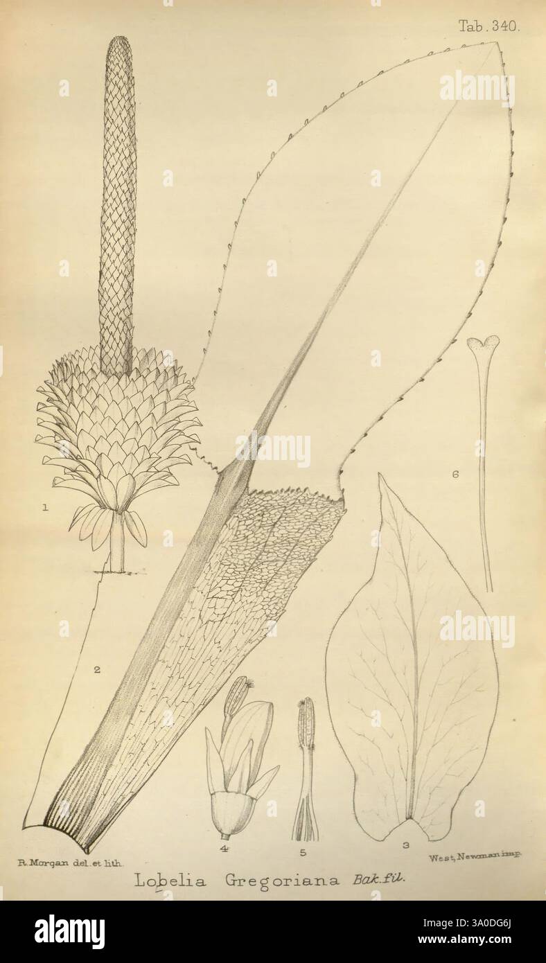 Corolla sections hi-res stock photography and images - Alamy