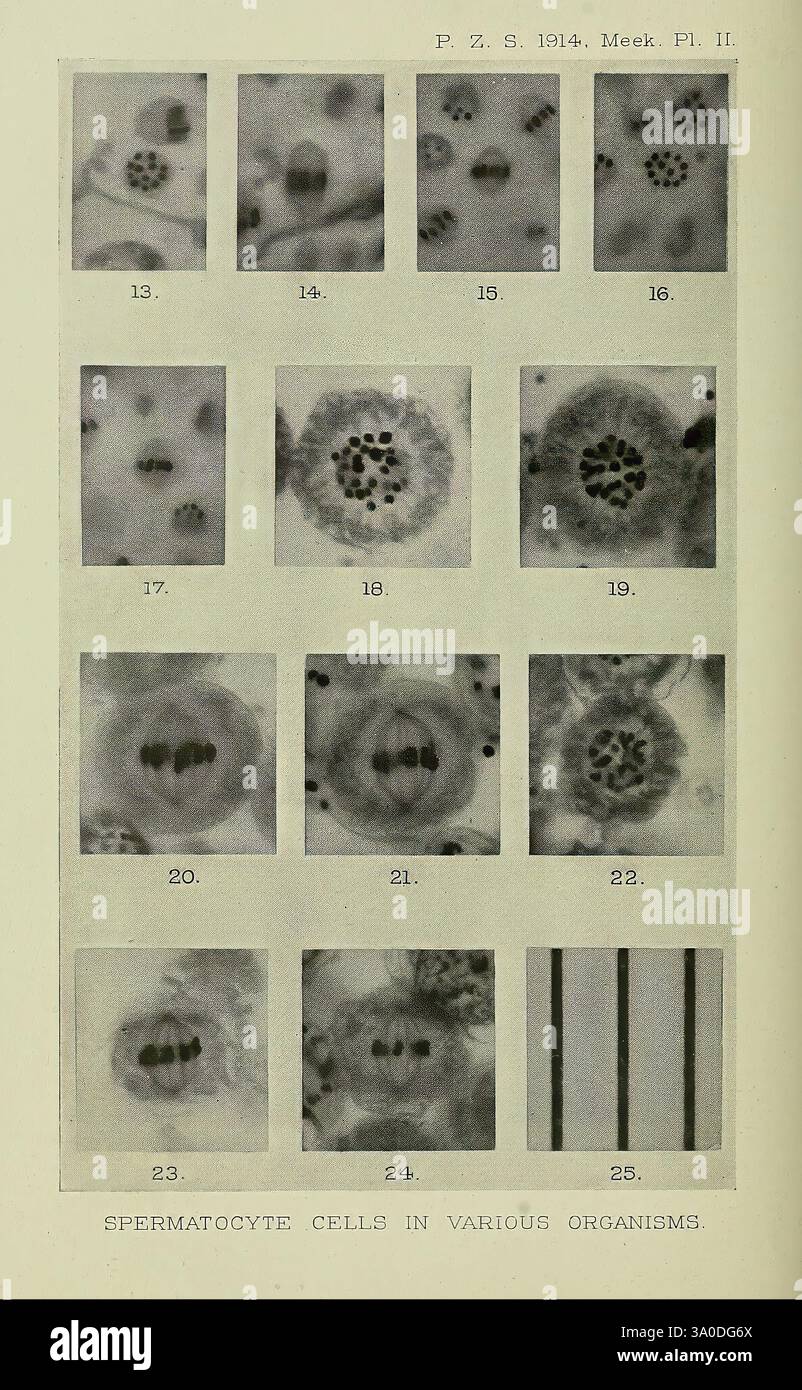 Reproductive cells across different species hi-res stock photography ...