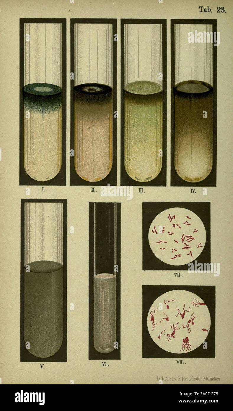 Atlas and essentials of bacteriology New York William Wood & Co. 1897 ...