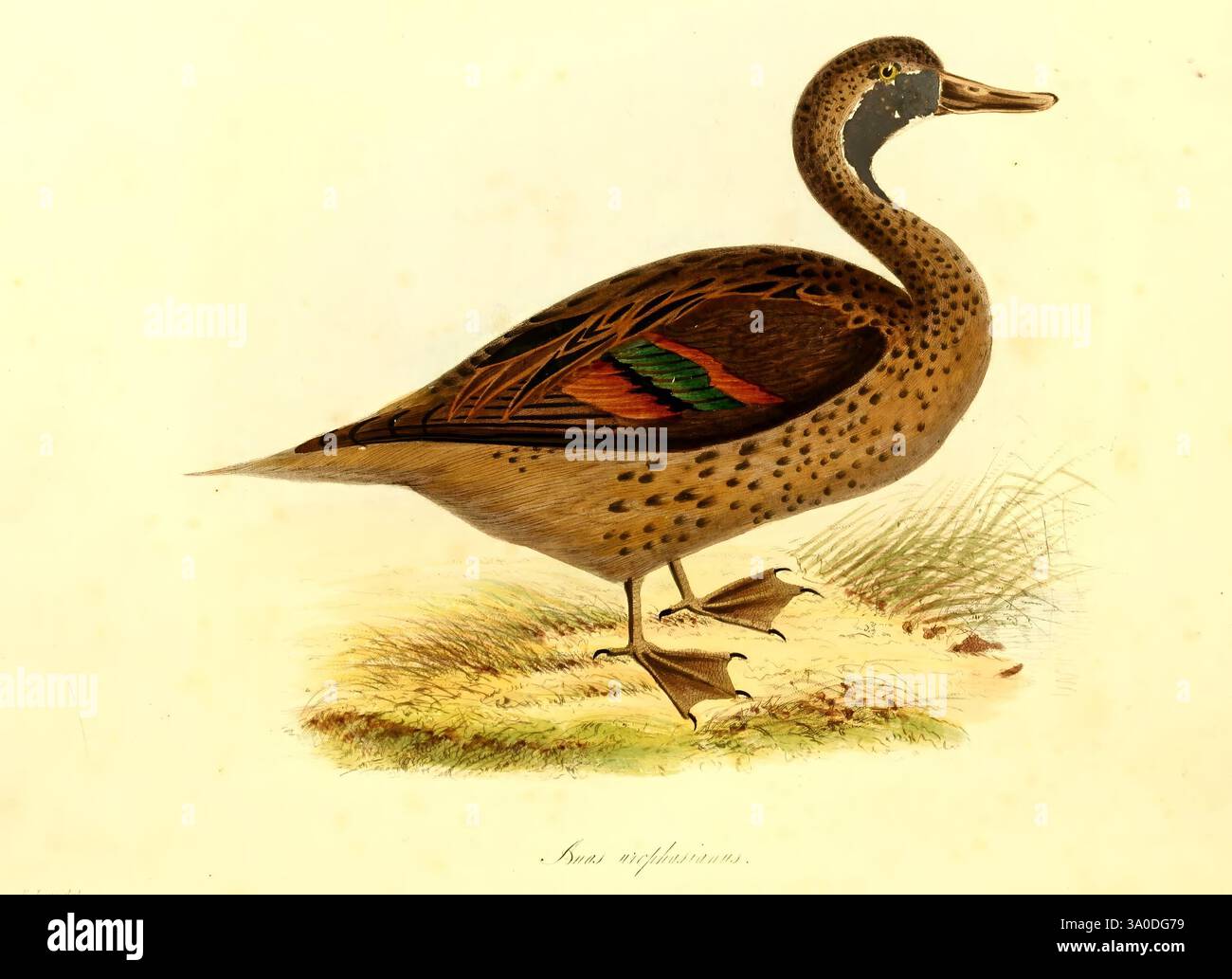 The zoology of Captain Beechey's voyage, 1839, bird, America, duck ...