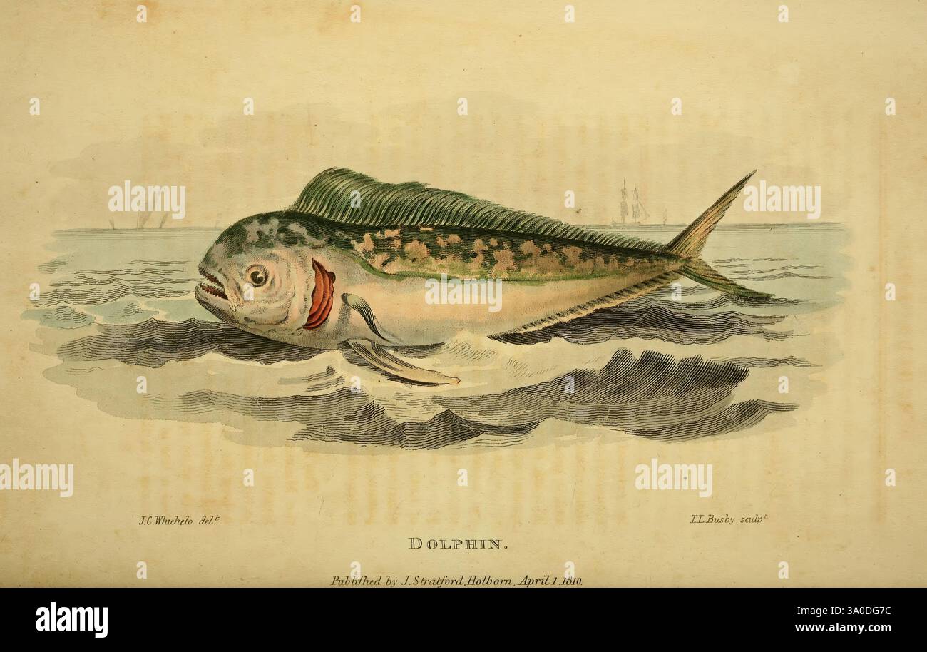 Arcana, or The museum of natural history, London, 1811, fish, dolphin ...