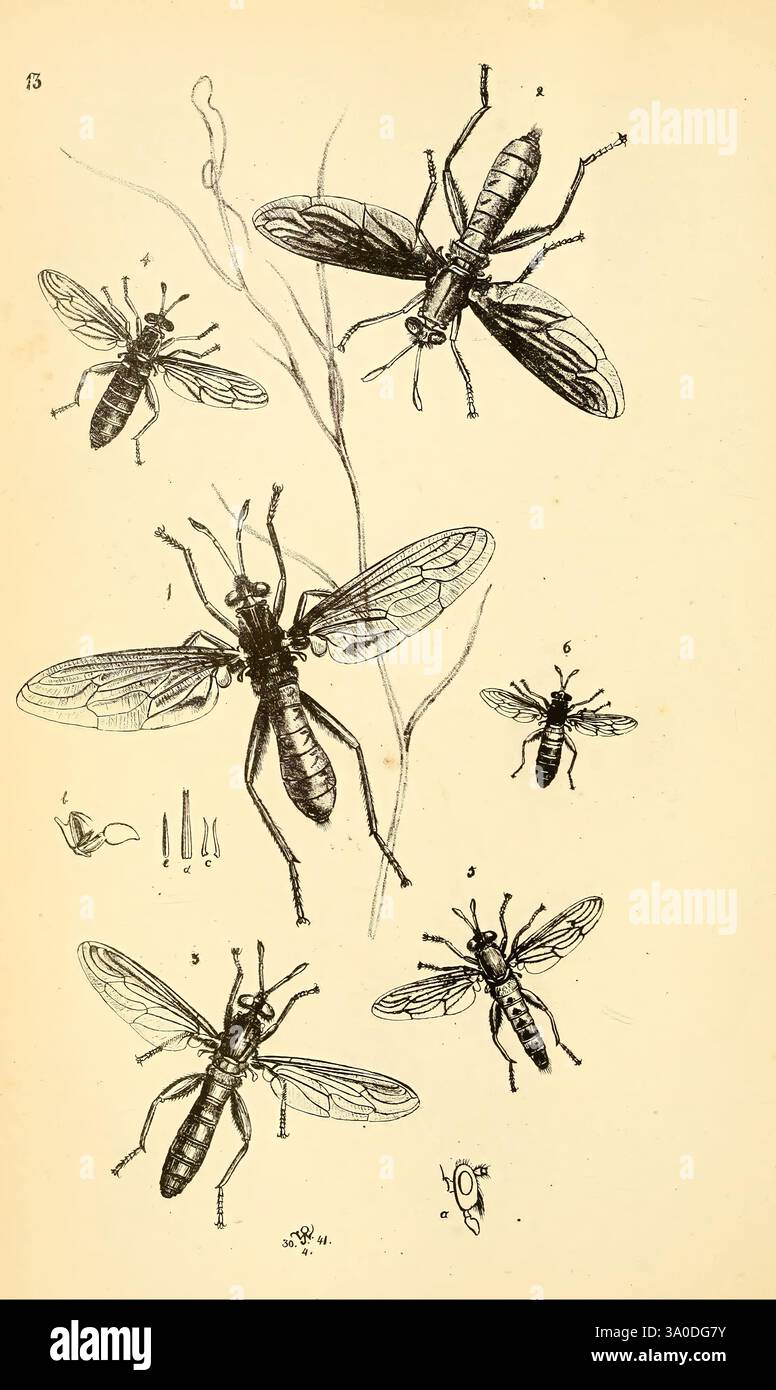 Detailed depictions of various insects hi-res stock photography and ...