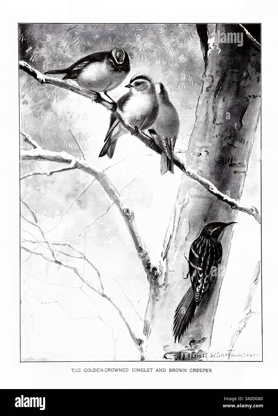 Bird portraits, Boston, Ginn & Company, 1901, birds, Certhia americana ...