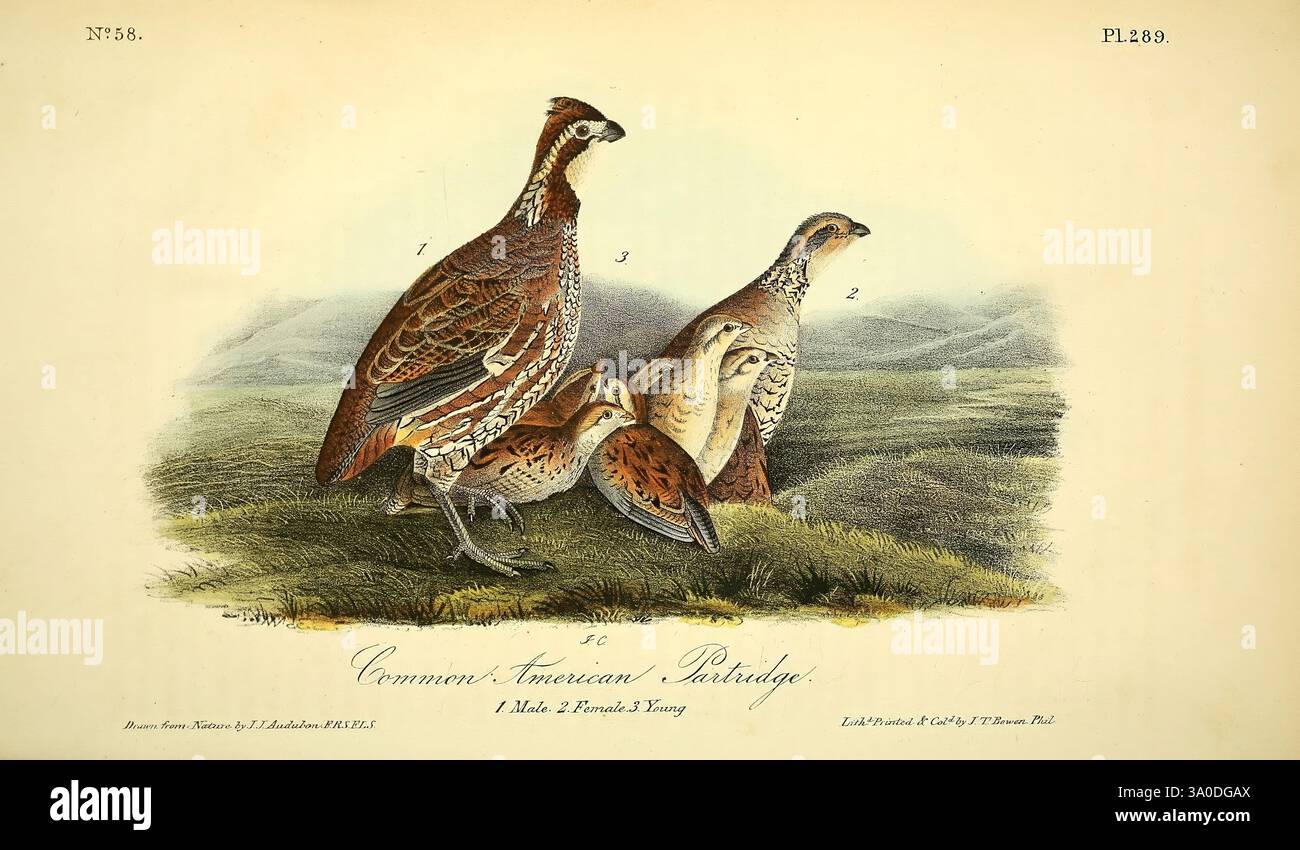 The birds of America New York J.B. Chevalier 1840-1844 Birds North ...