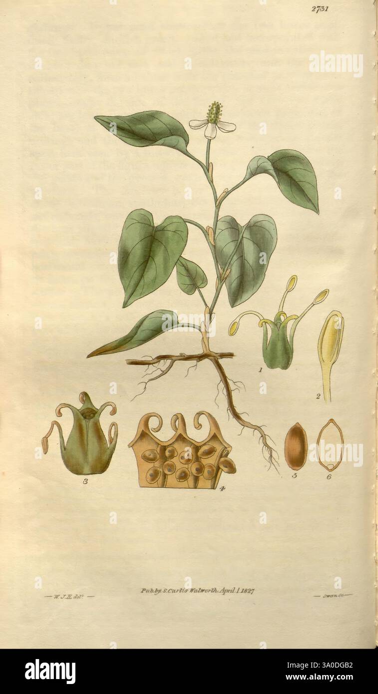Curtis's Botanical Magazine, London, New York, botany, periodicals ...