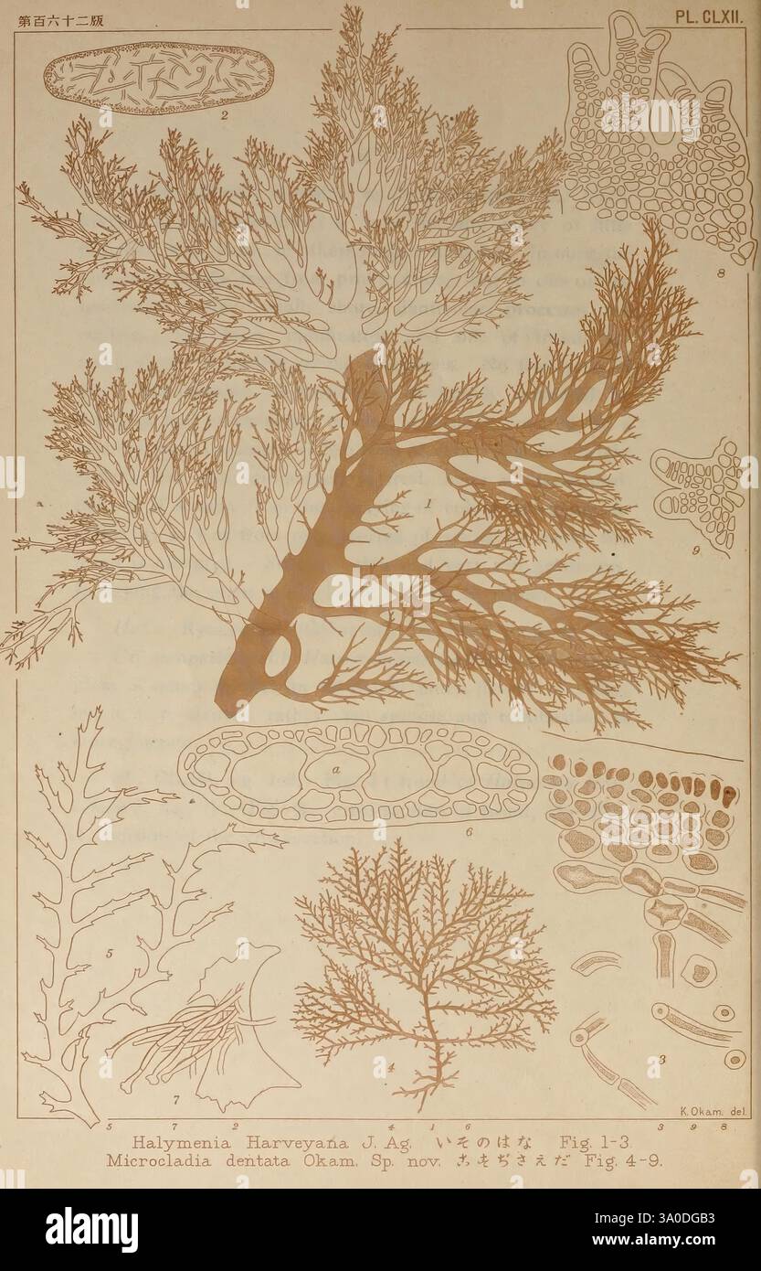 Kazamashobo 1907 1942 japan algae botany pictorial works woods h hi-res ...
