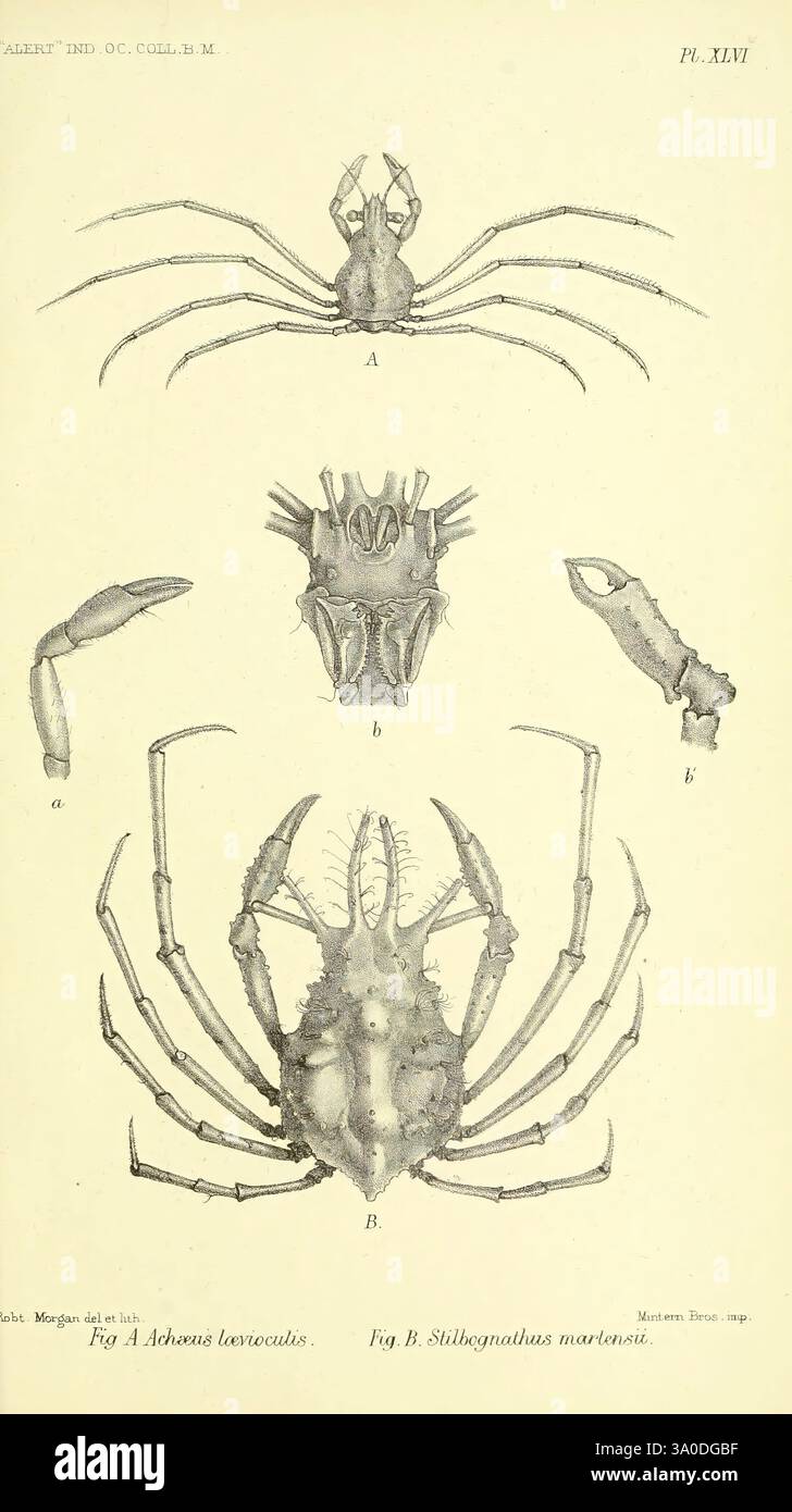 Various views of two species of crustaceans hi-res stock photography ...