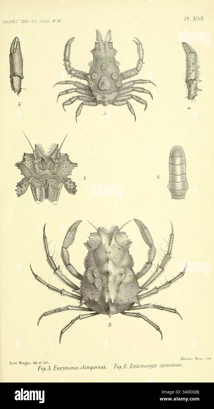 Detailed study of marine arthropods hi-res stock photography and images ...