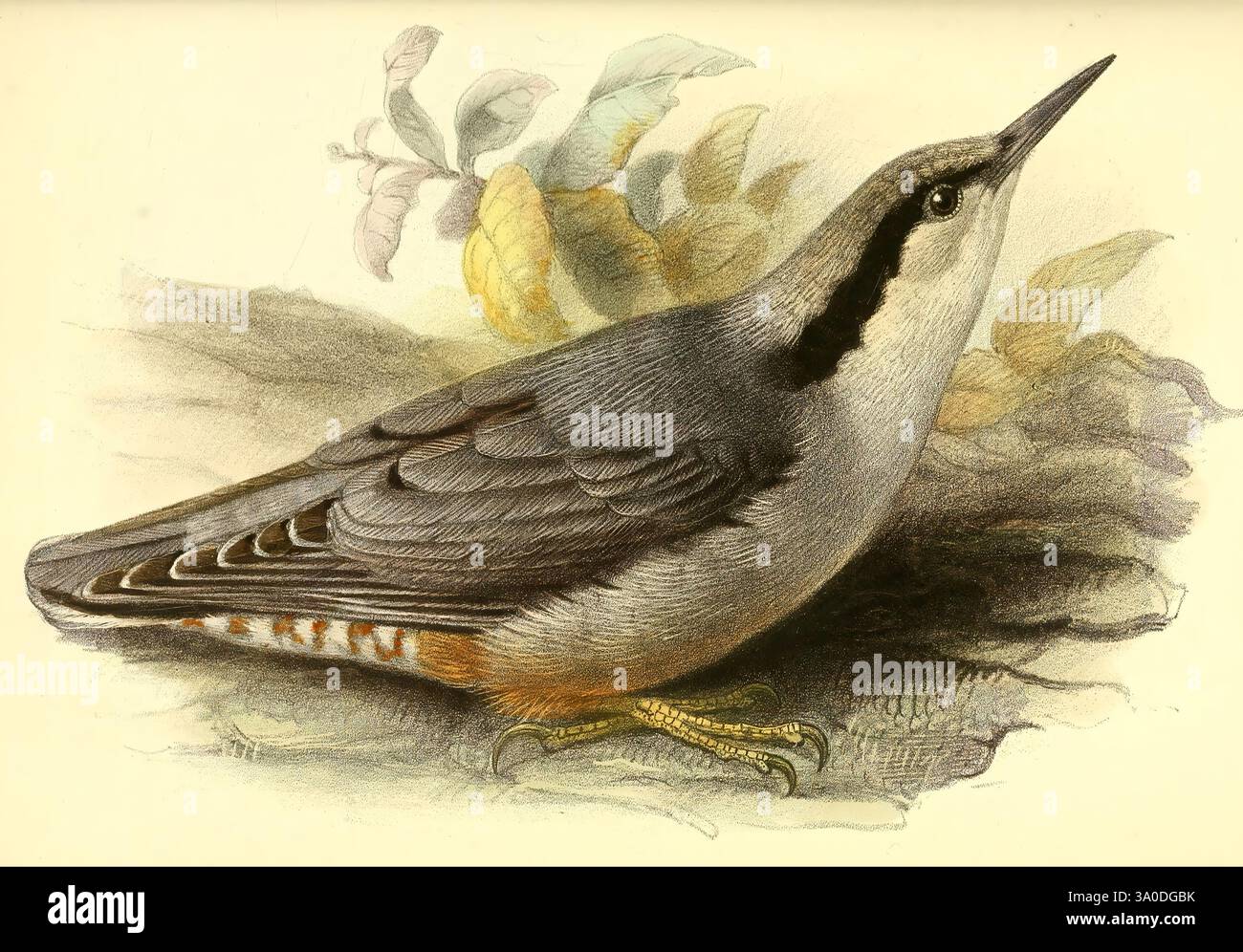 Sitta maia species hi-res stock photography and images - Alamy