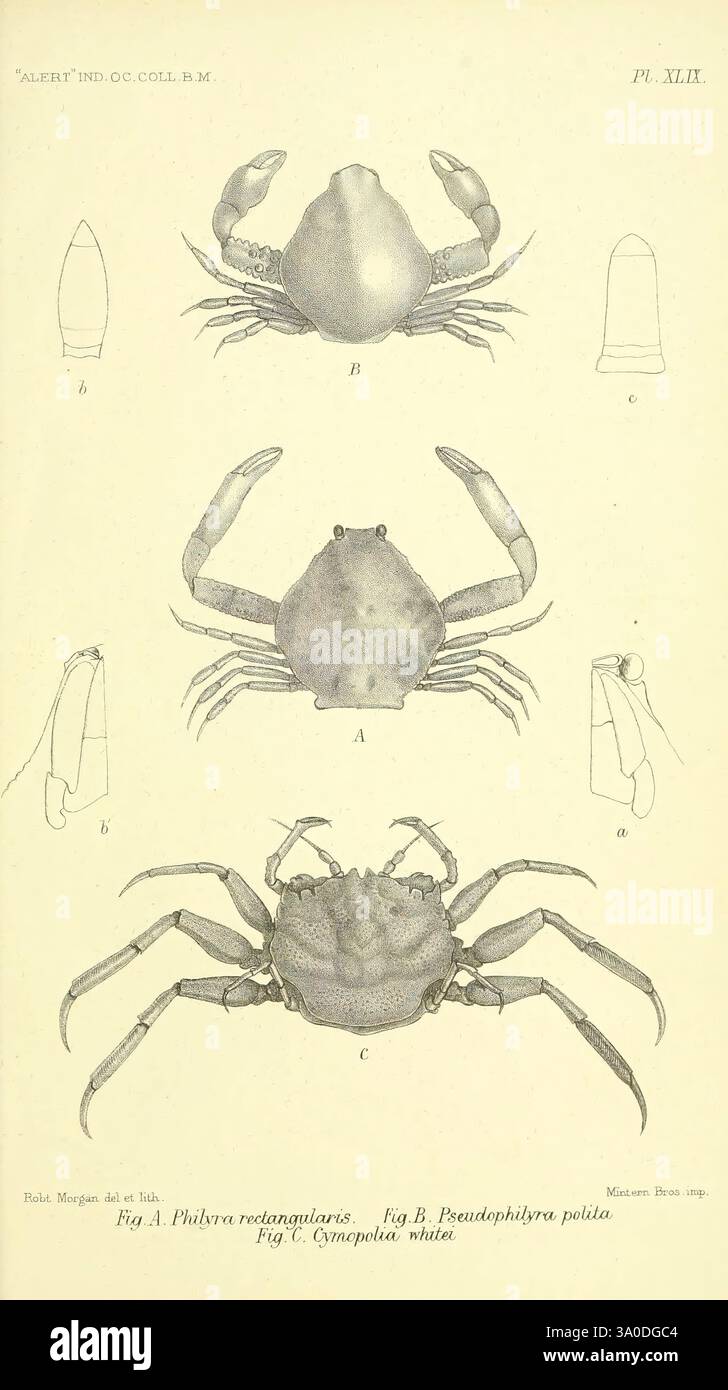 Cymopolia muluensis hi-res stock photography and images - Alamy