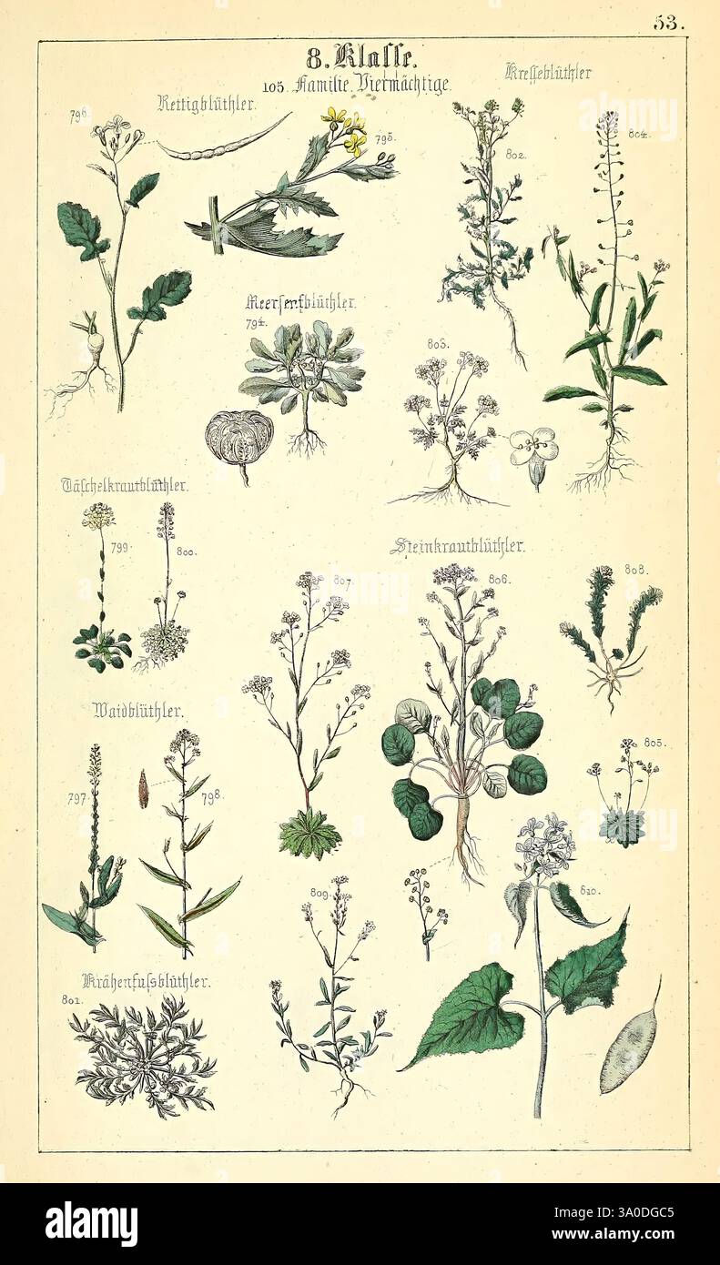 Multiple botanical specimens labeled hi-res stock photography and ...