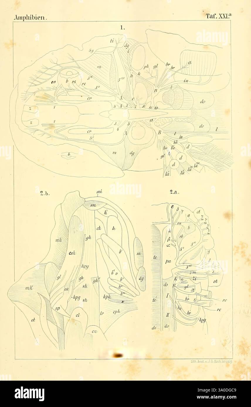 Representing various structures of amphibians hi-res stock photography ...