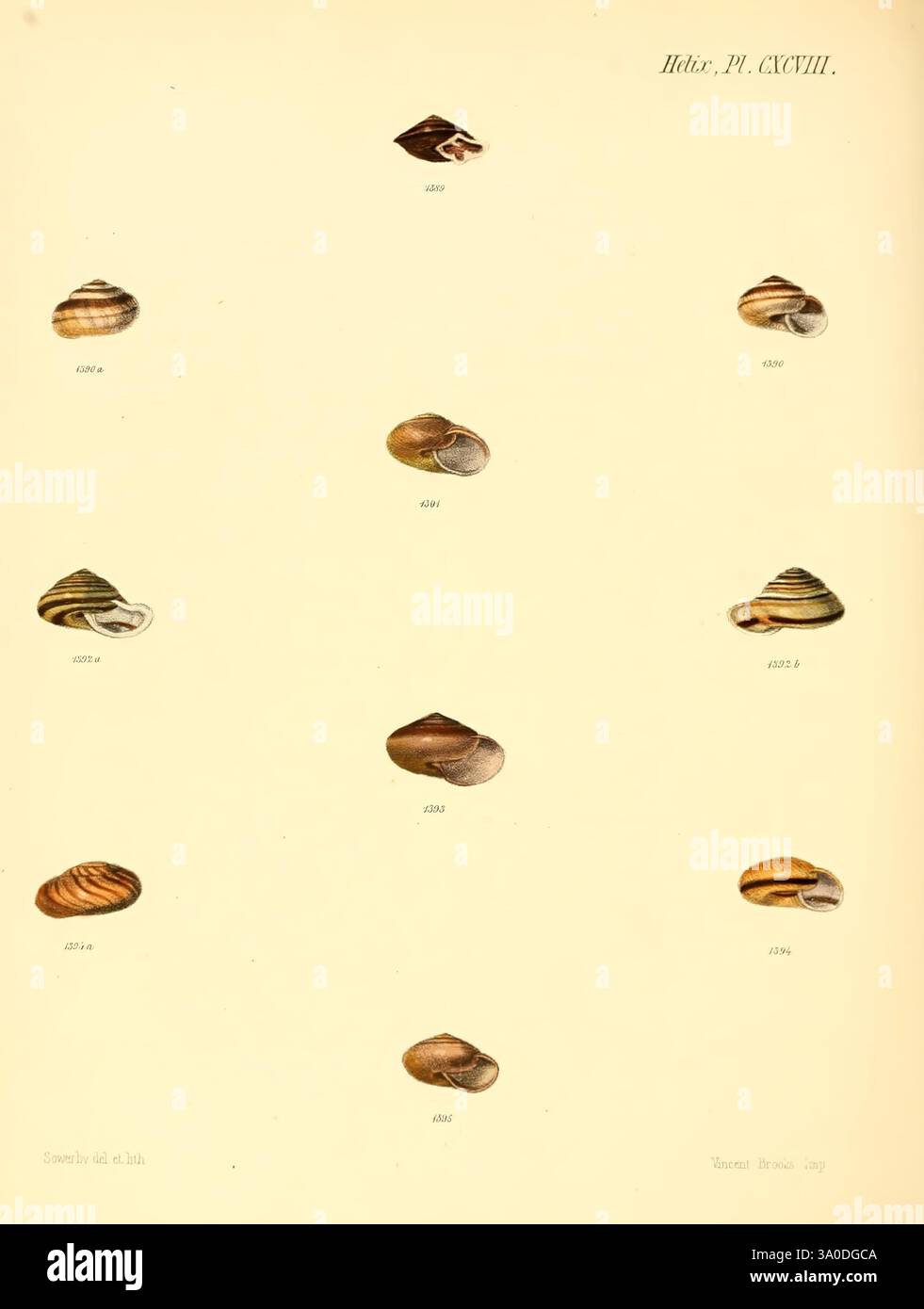 Conchologia Iconica, or Illustrations of the Shells of Molluscous ...