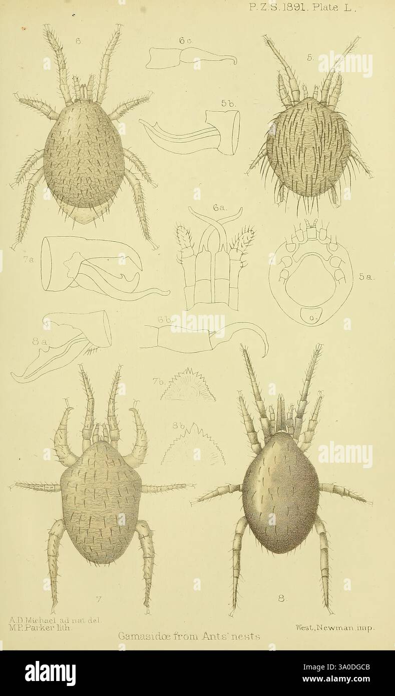 Various anatomical features of arachnids hi-res stock photography and ...