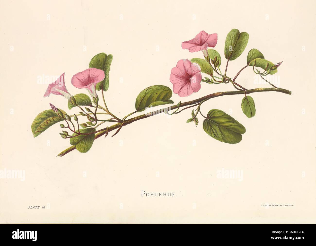 Indigenous, flowers, of, the, Hawaiian, islands, London, Sampson, Low ...