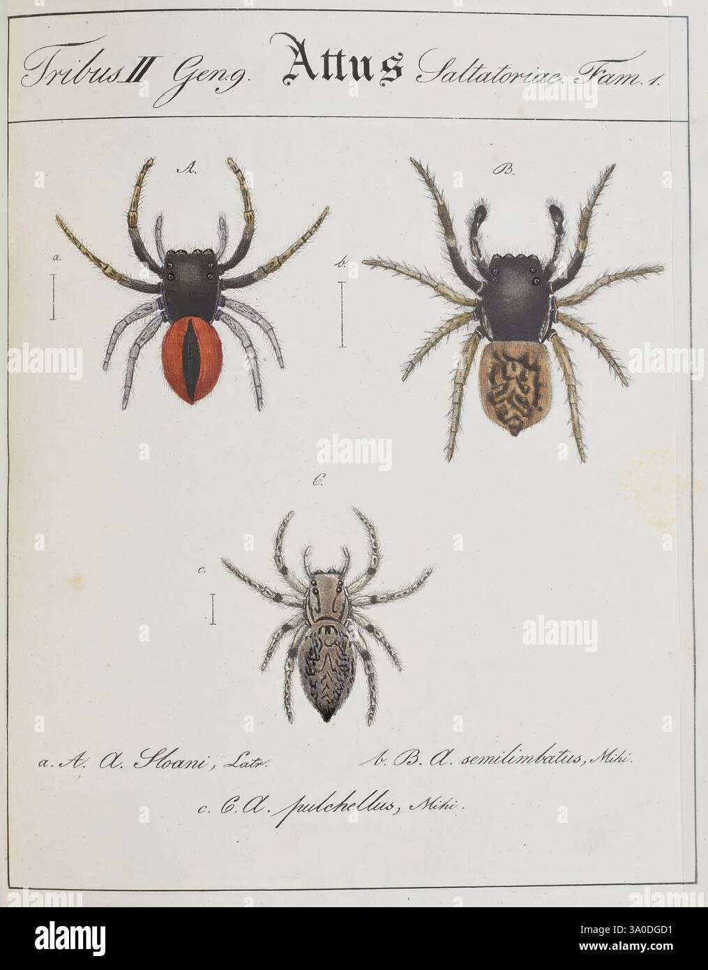 Attus semilimbatus hi-res stock photography and images - Alamy