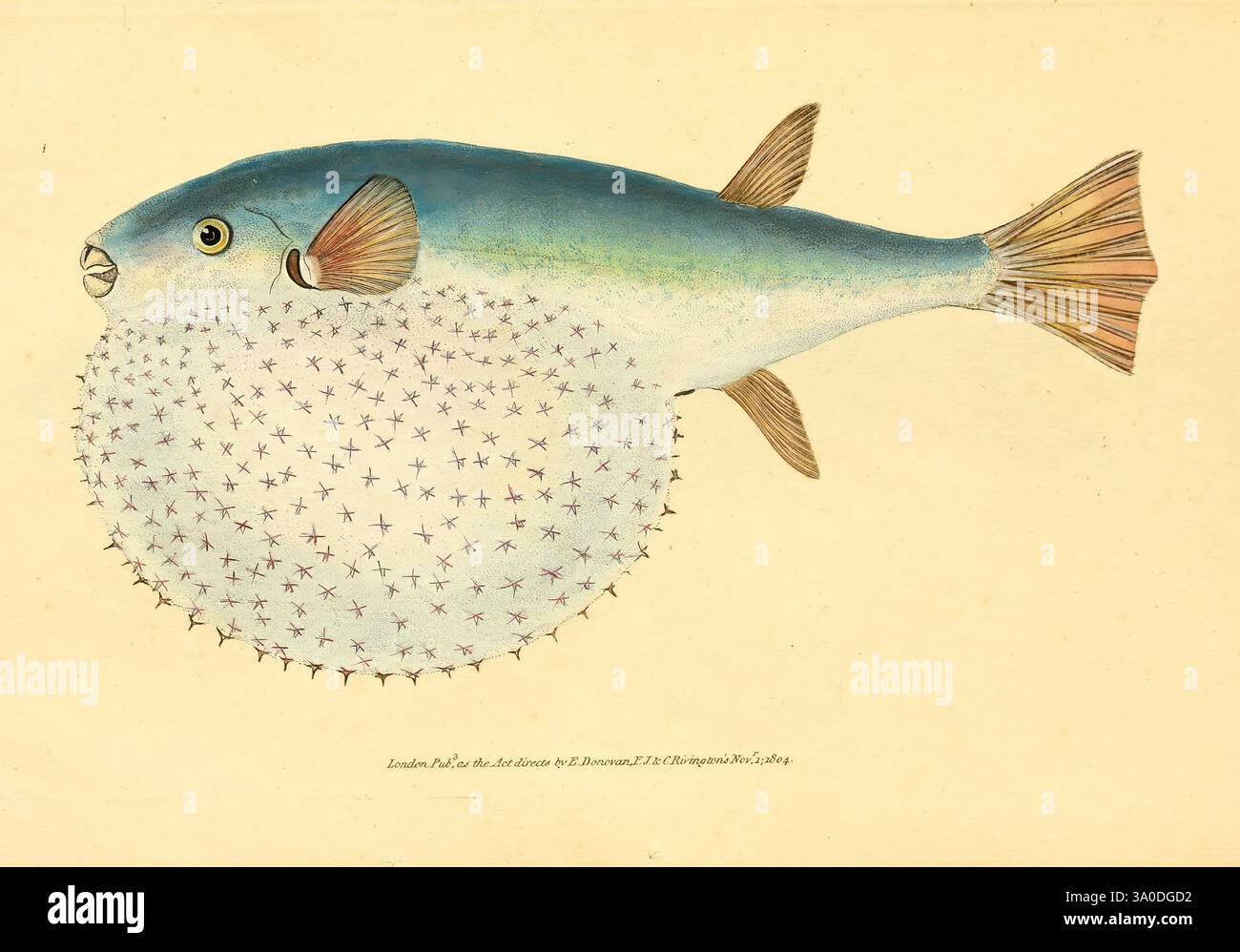 Pufferfish exhibits hi-res stock photography and images - Alamy