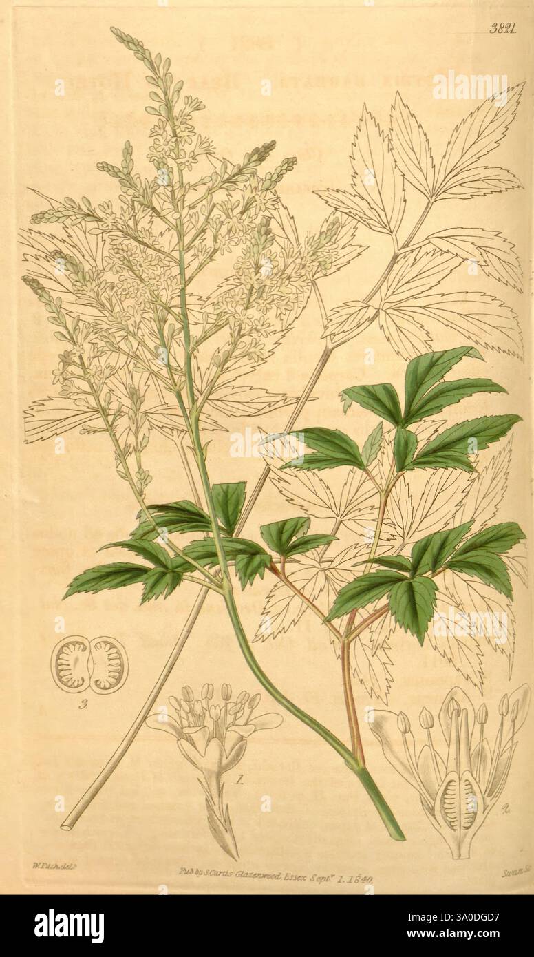 Curtis's Botanical Magazine London New York Botanical Illustration ...