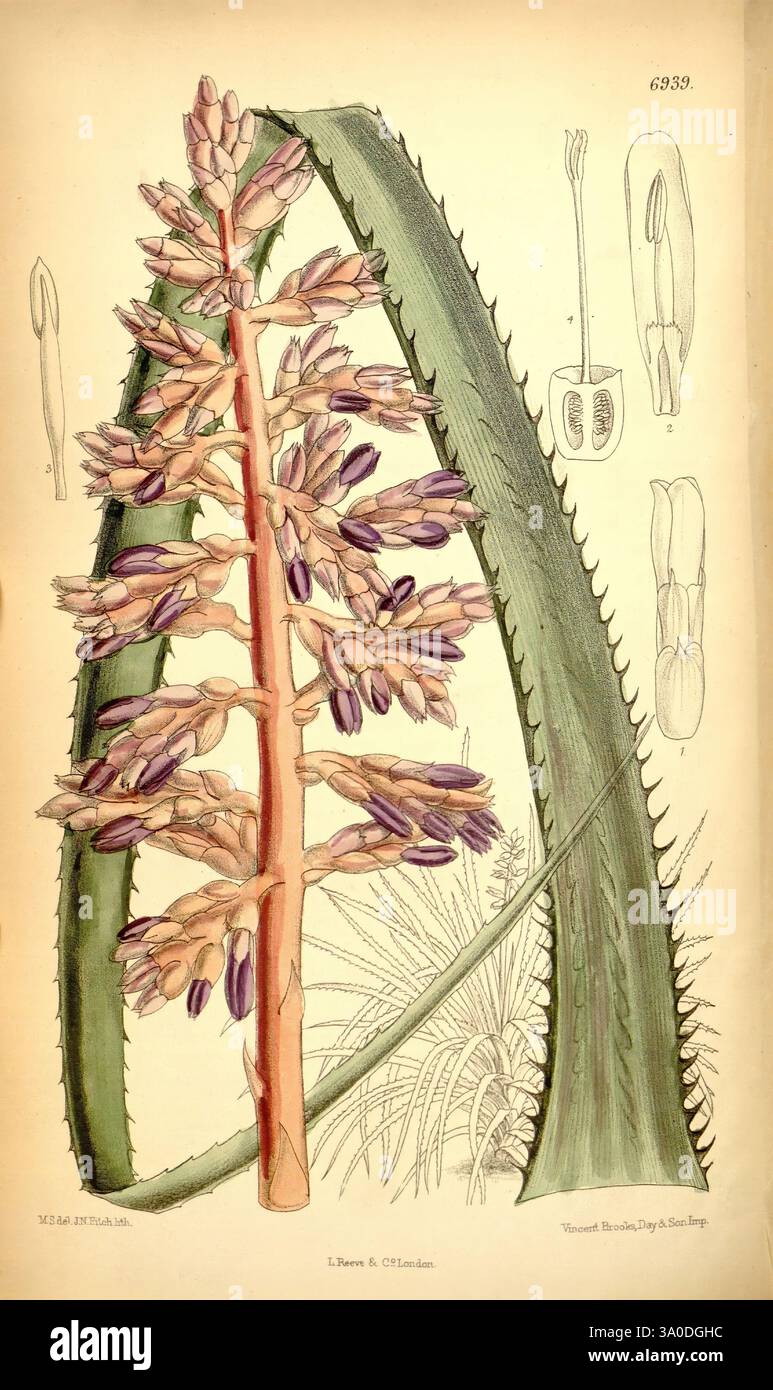 Intricate line drawings of floral structures hi-res stock photography ...