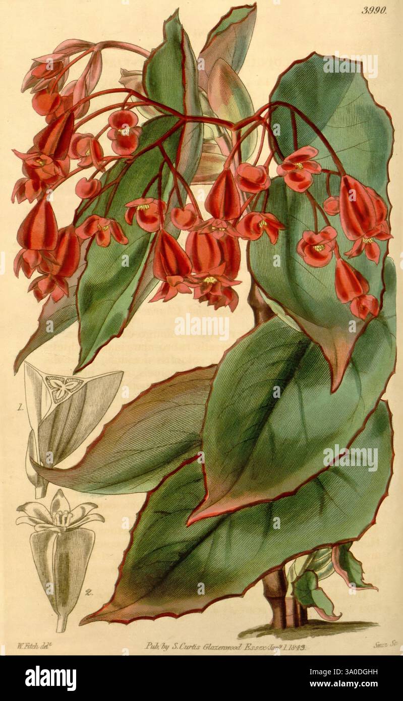 Curtis's Botanical Magazine, London, New York, botanical illustration ...