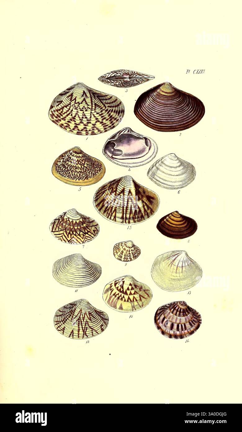 Fascinating study of mollusks hi-res stock photography and images - Alamy