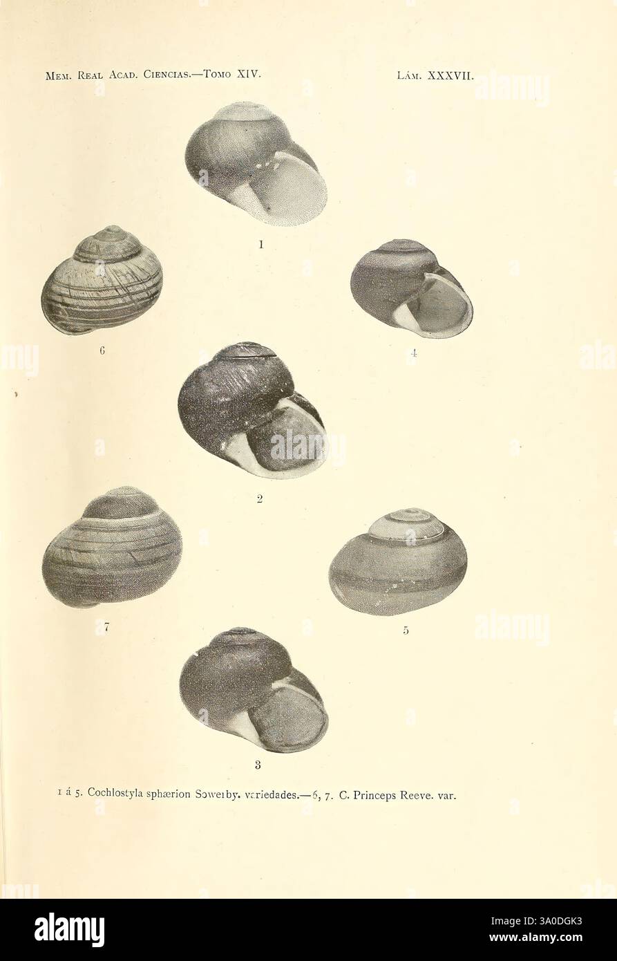 Remarkable diversity of mollusks hi-res stock photography and images ...