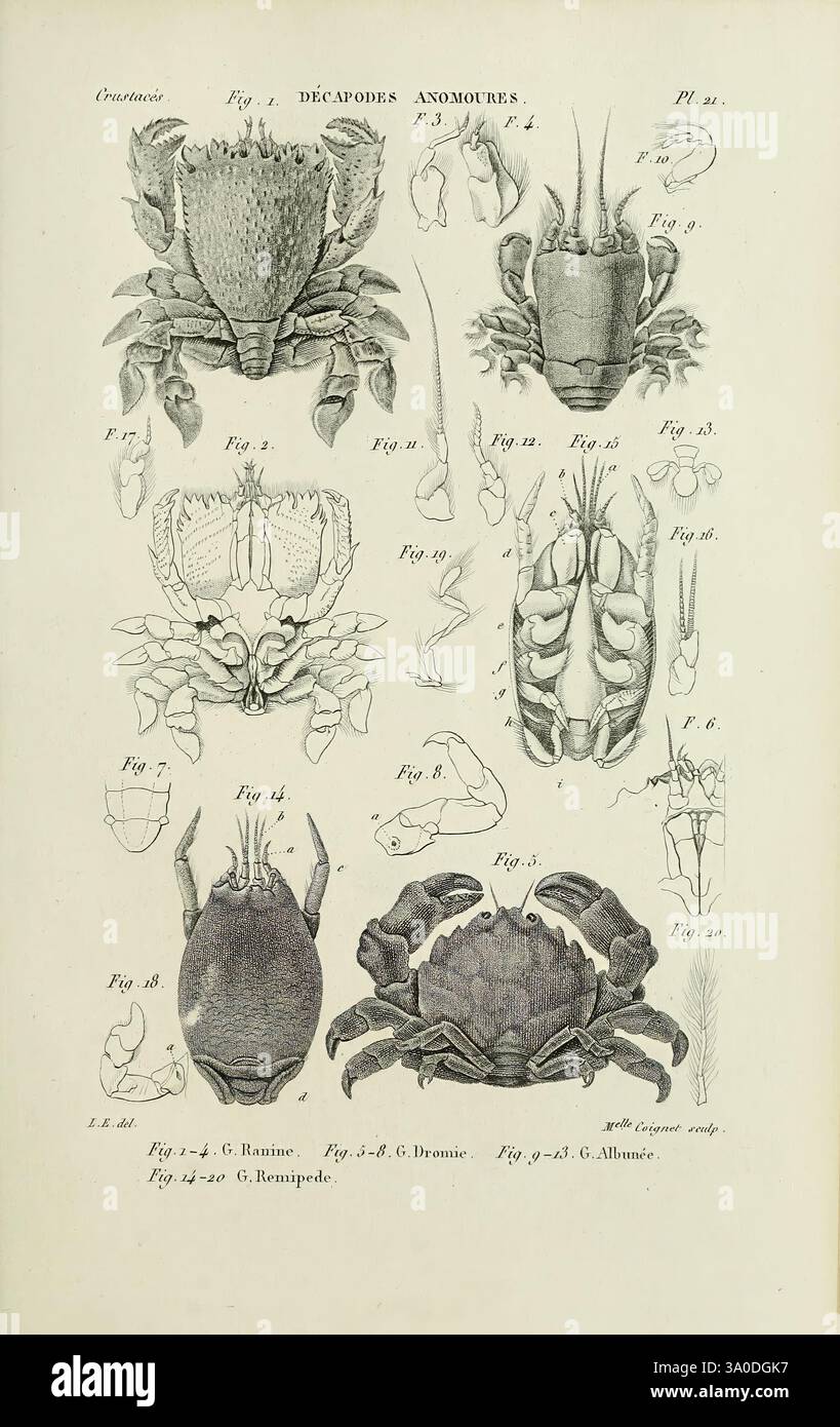 Histoire naturelle des crustacés, Paris, Librairie encyclopédique de ...