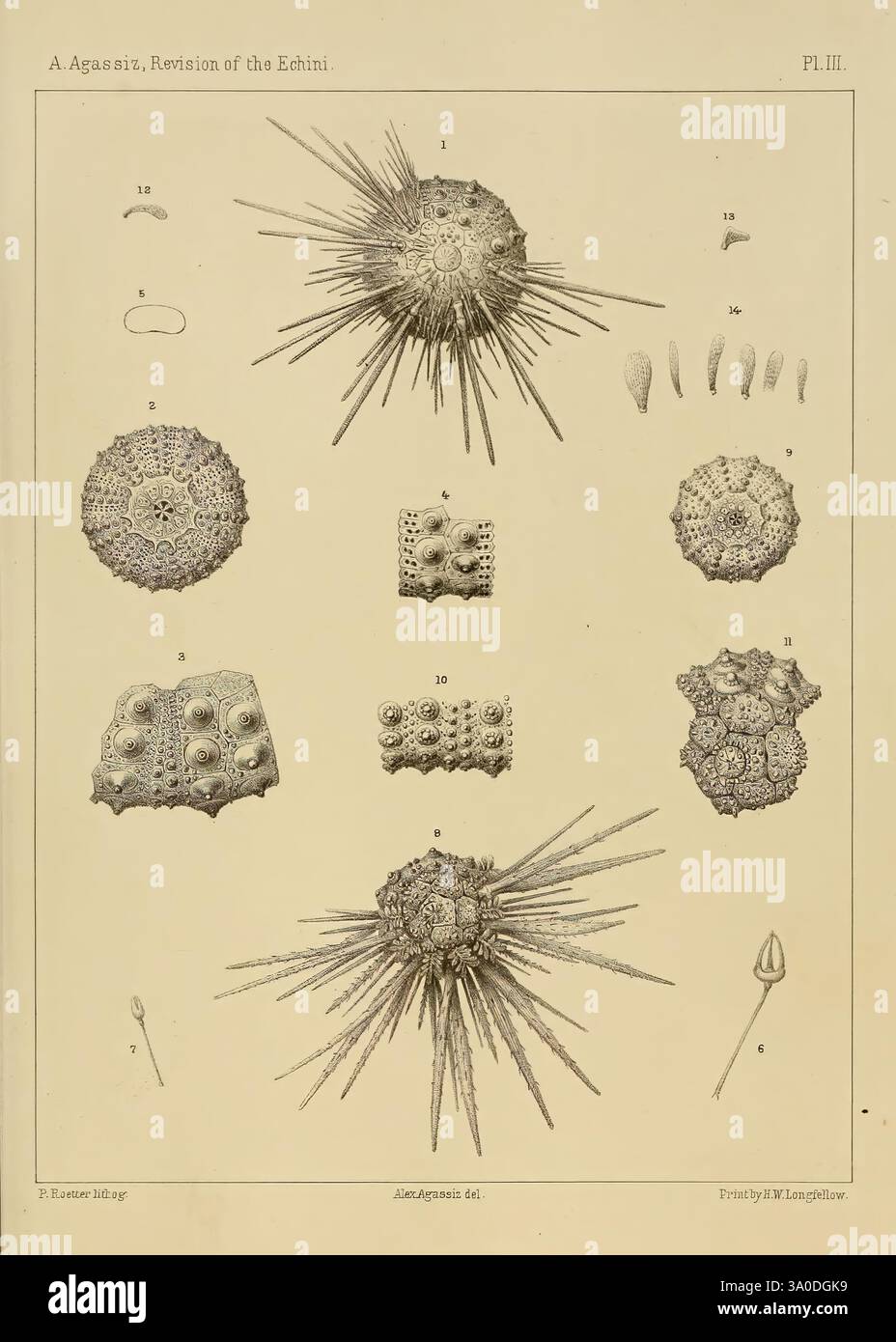 Revision of the Echini Cambridge Mass. University Press 1872-1874 ...