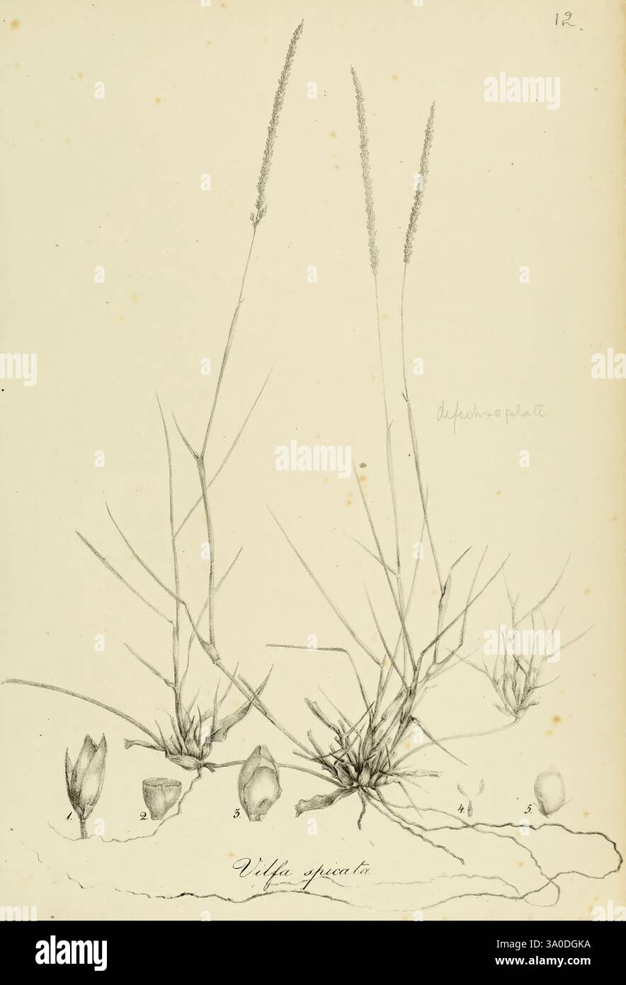 Species, Graminum, Petropoli, Impensis, Academiae, Imperialis ...