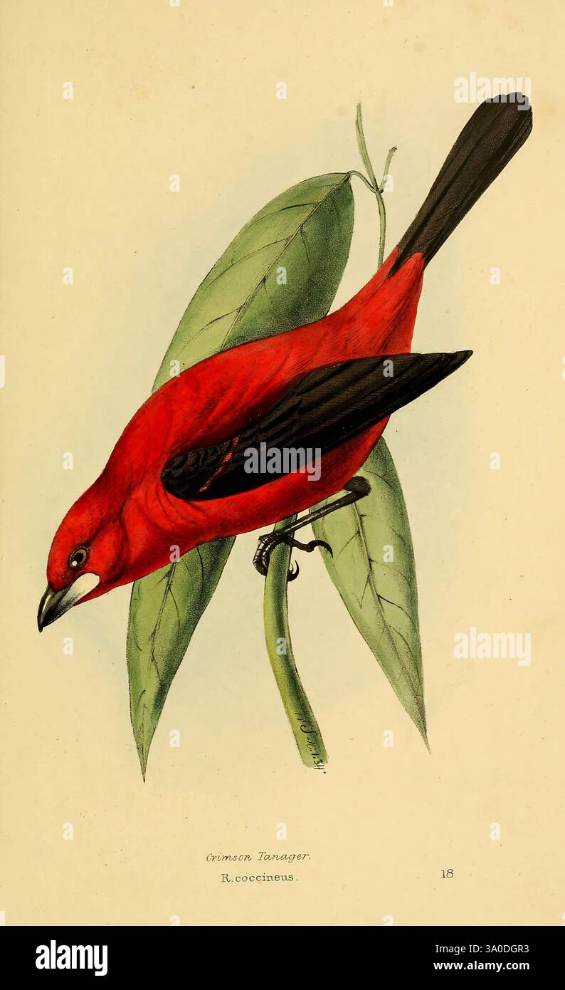 Rich scarlet hue hi-res stock photography and images - Alamy
