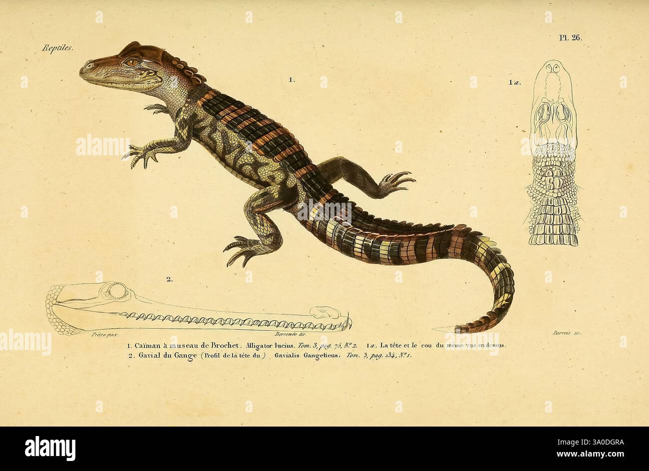 Artistic representation of herpetological life hi-res stock photography ...