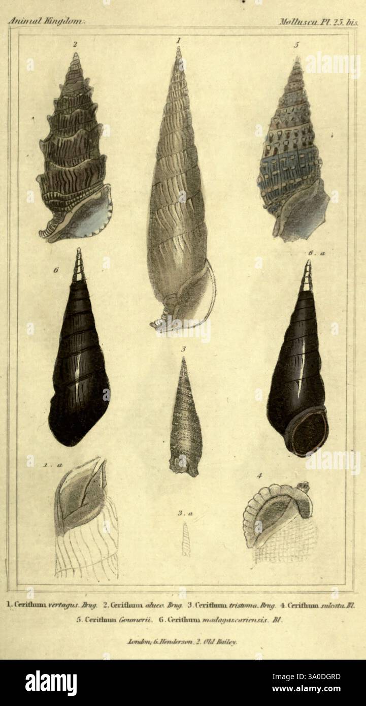 The animal kingdom, arranged according to its organization London G ...
