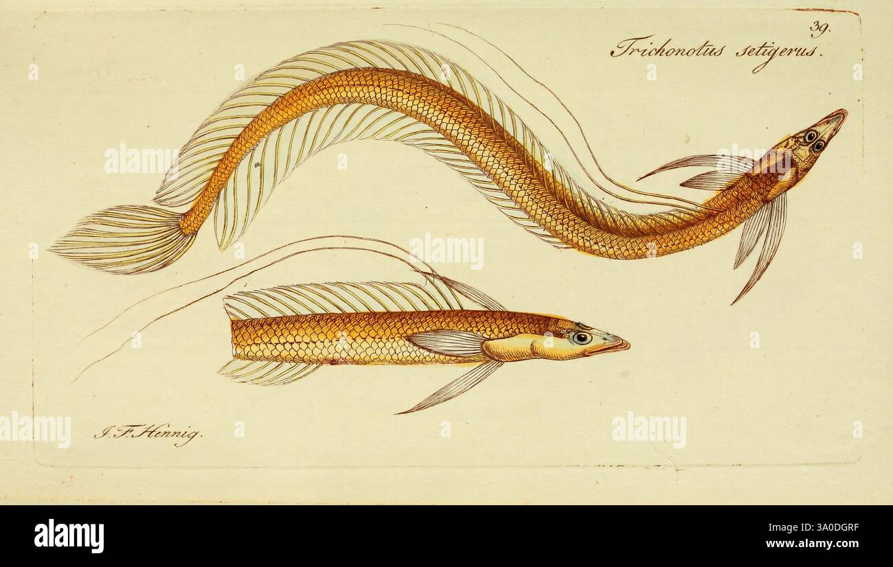 Pair of elongated fish hi-res stock photography and images - Alamy