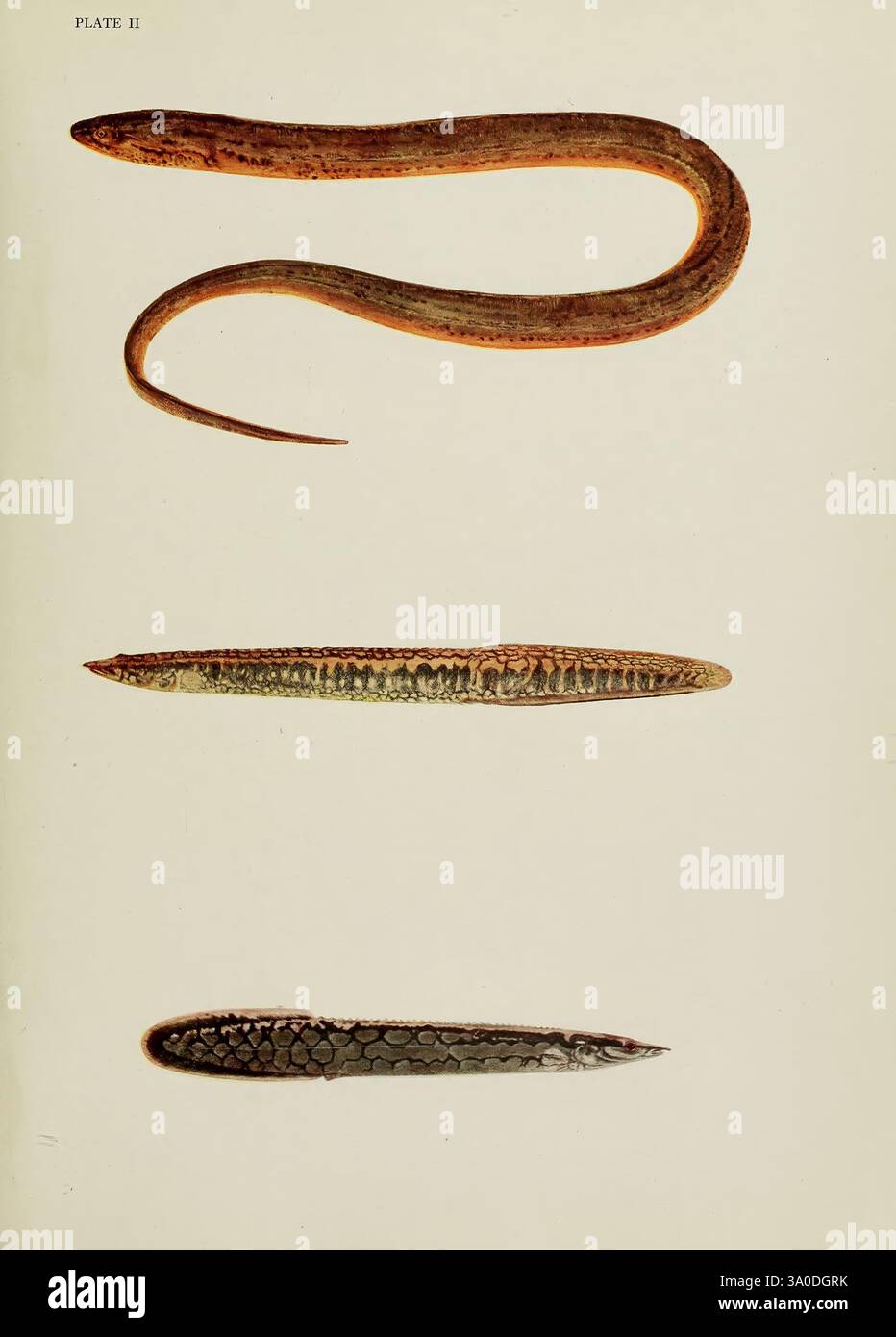 The fresh-water fishes of China New York American Museum of Natural ...