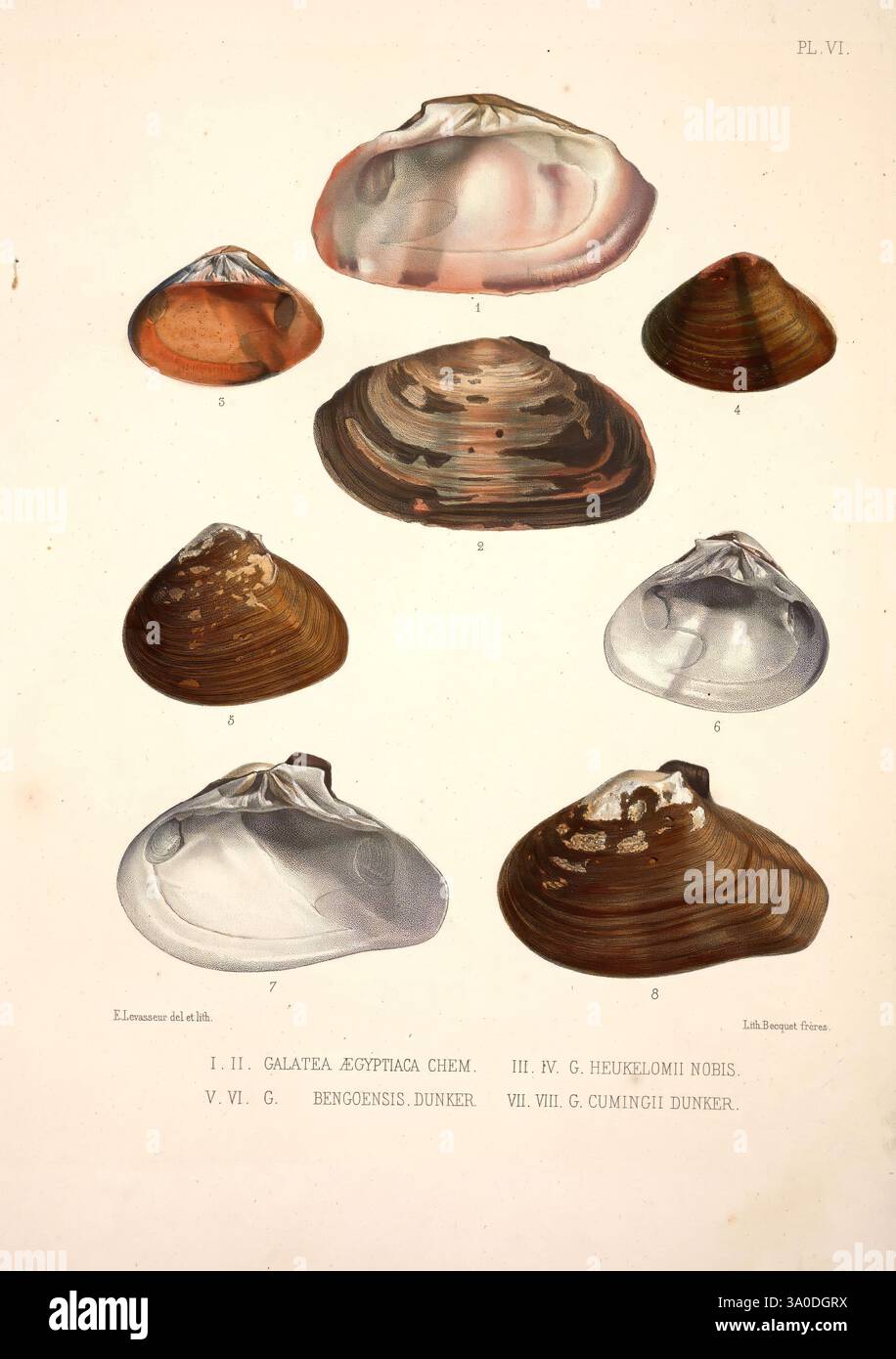 Highlighting variations in form hi-res stock photography and images - Alamy