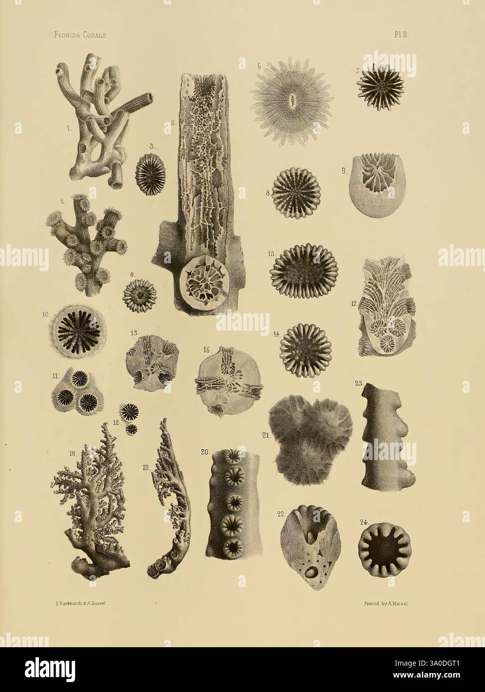 Diverse collection of marine life forms hi-res stock photography and ...