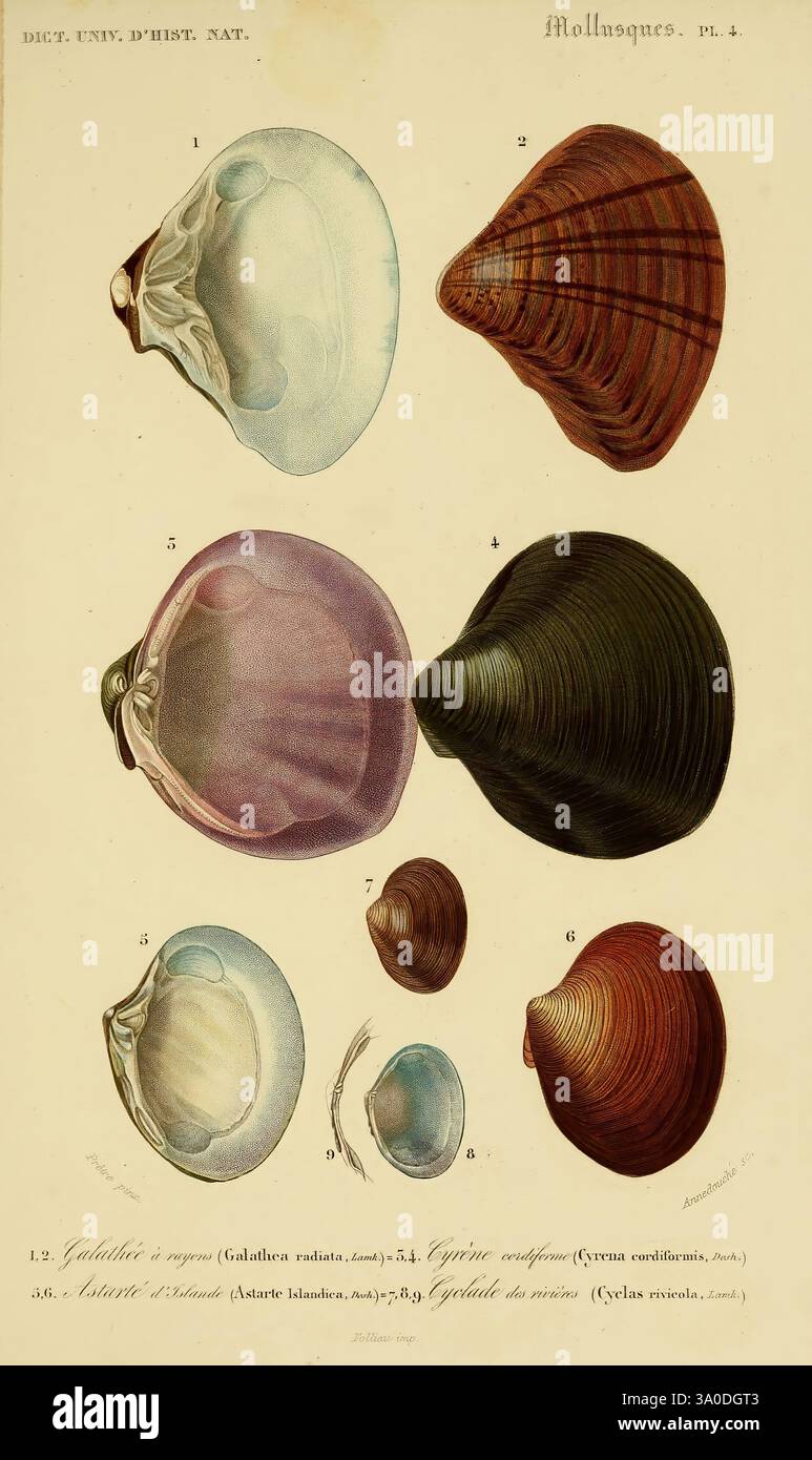 Dictionnaire universel d'histoire naturelle, v. 3 1849 Atlas Zoologie ...