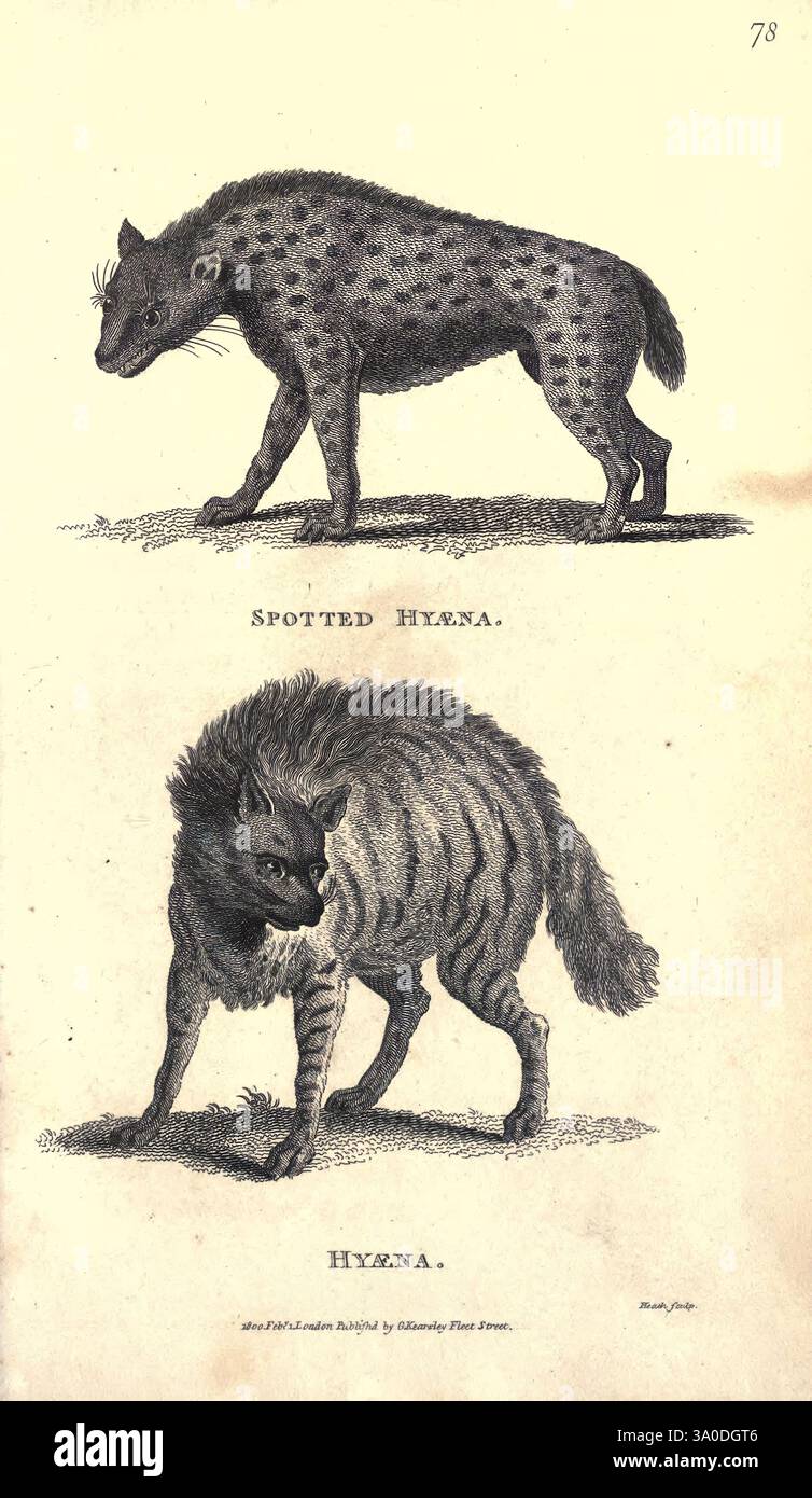 Another variety of hyena hi-res stock photography and images - Alamy