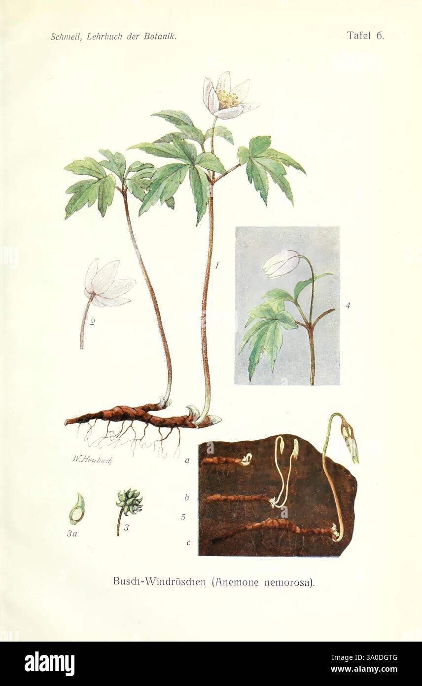 Lehrbuch der Botanik, Leipzig, Quelle & Meyer, 1911, botany, This ...