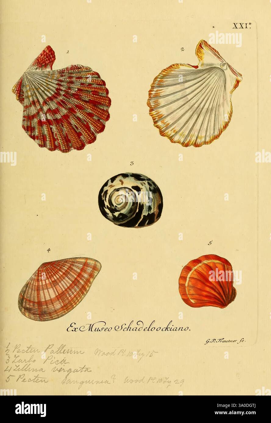 Five intricately illustrated shells hi-res stock photography and images ...