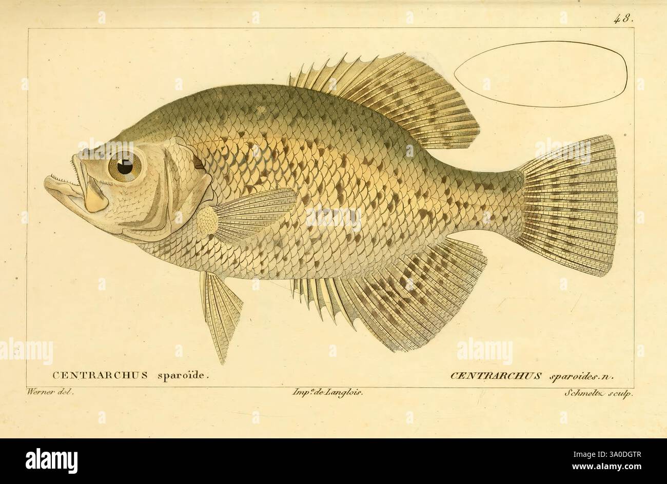 Alongside well delineated fins hi-res stock photography and images - Alamy