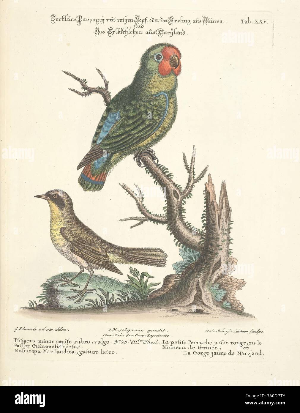 Bright coloration capture attention hi-res stock photography and images ...